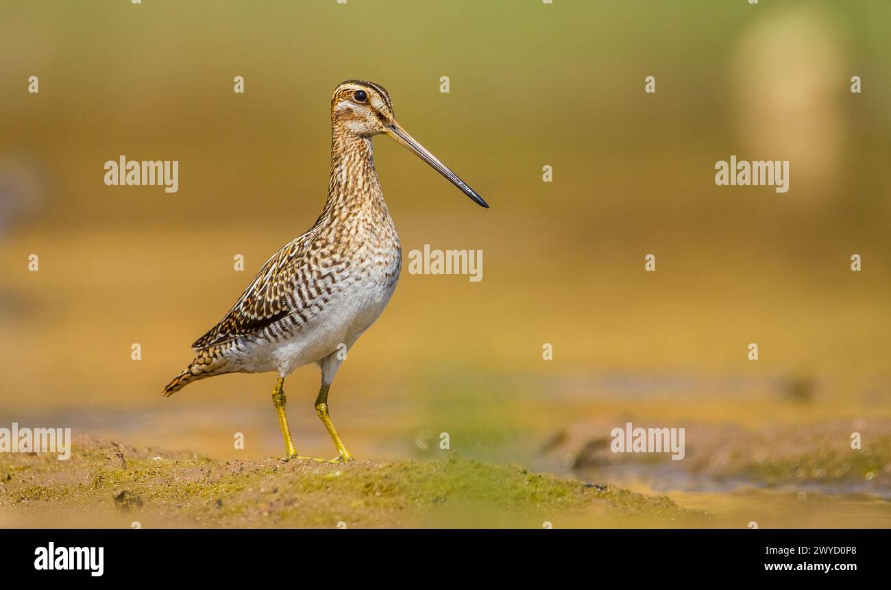 Common Snipe (Gallinago gallinago) is is a bird that lives in wetlands ...