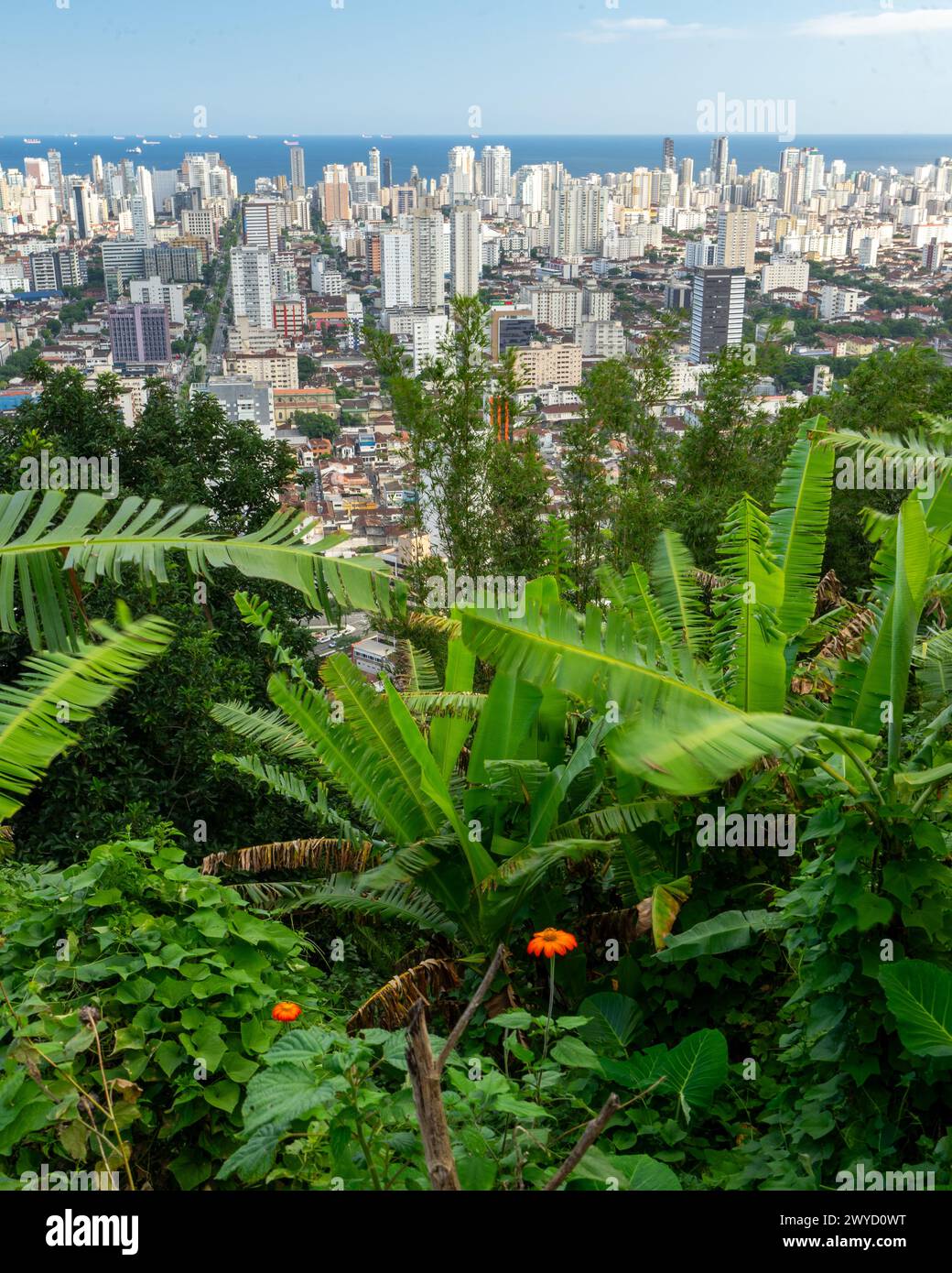 The skyline of Santos with trees in the foreground. Santos, Brasil ...