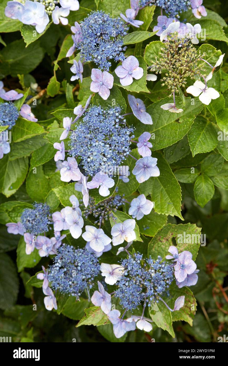 Hydrangea, Owakudani, Hakone, Kanagawa, Japan Stock Photo - Alamy