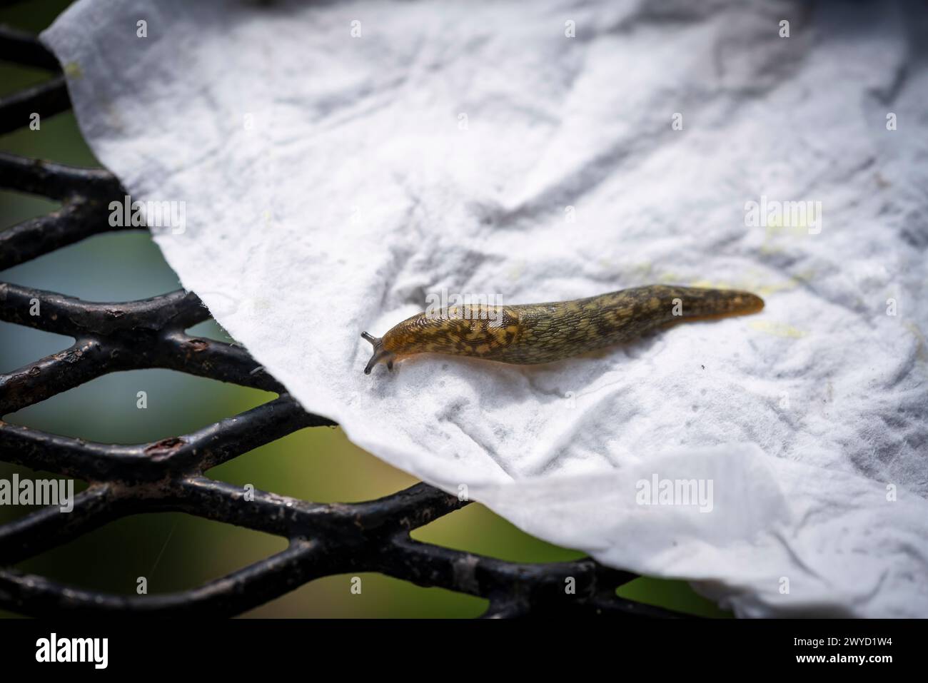 Limacus maculatus on white background, also known as green cellar slug ...