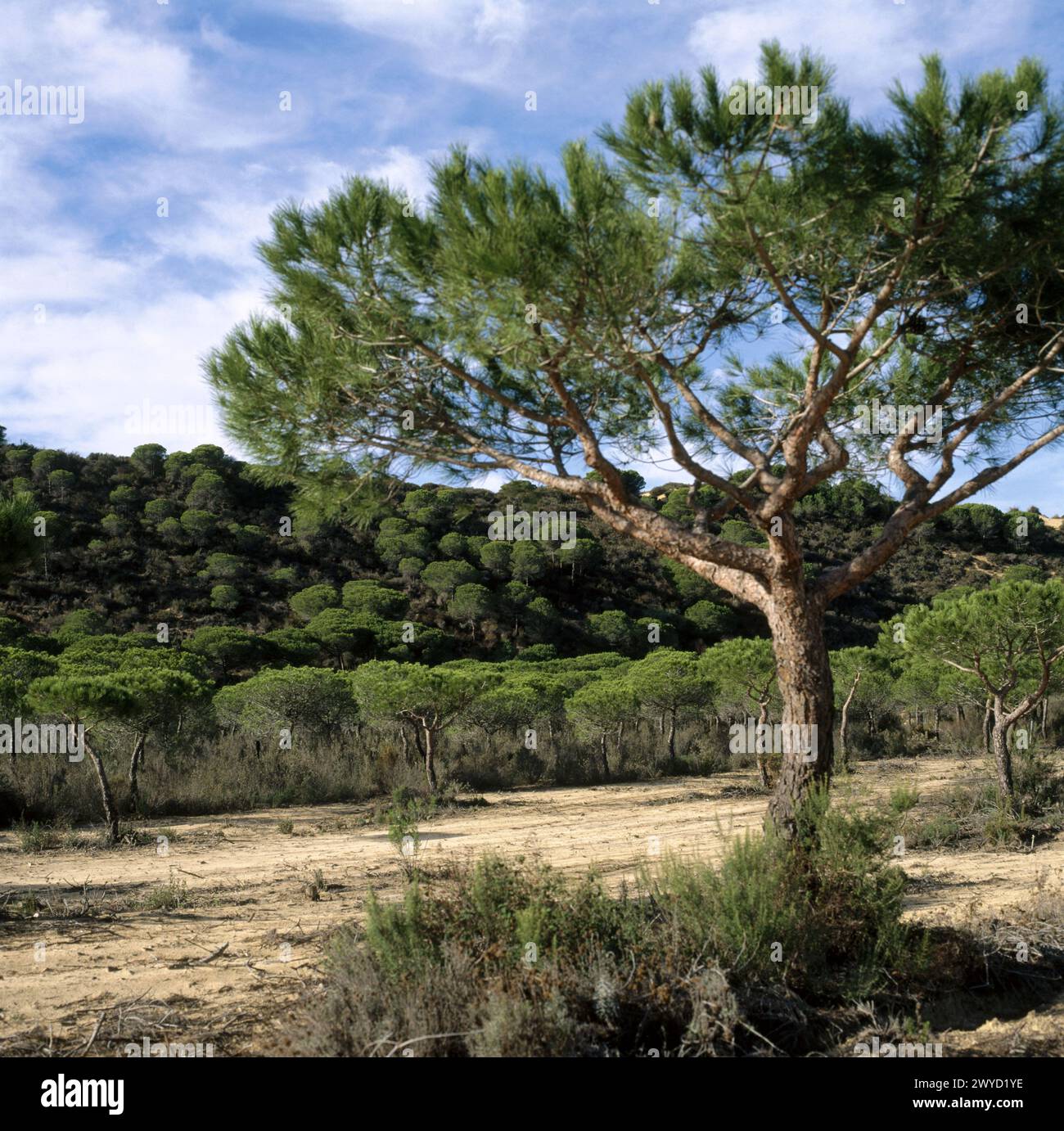 árbol pinus pinea hi-res stock photography and images - Alamy