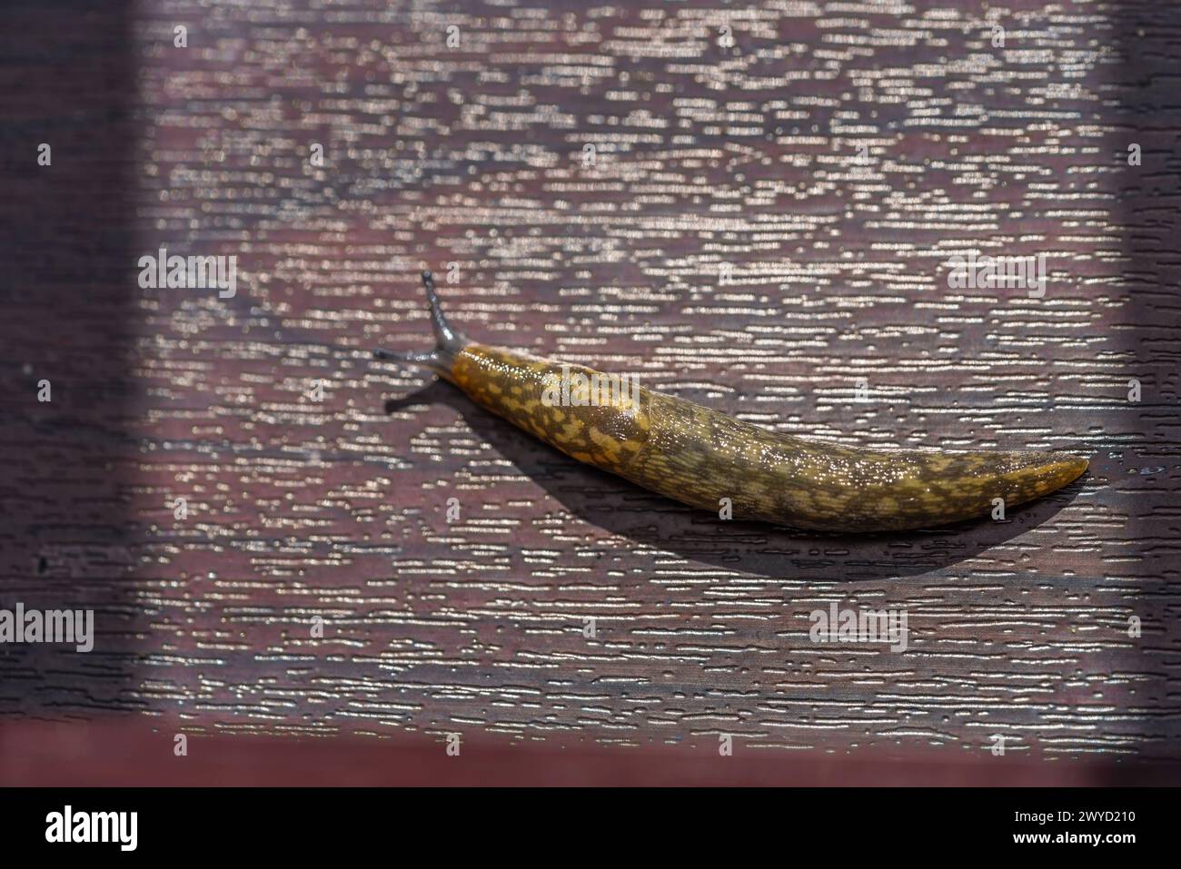 Limacus flavus, also known as cellar slug, yellow slug or tawny garden ...