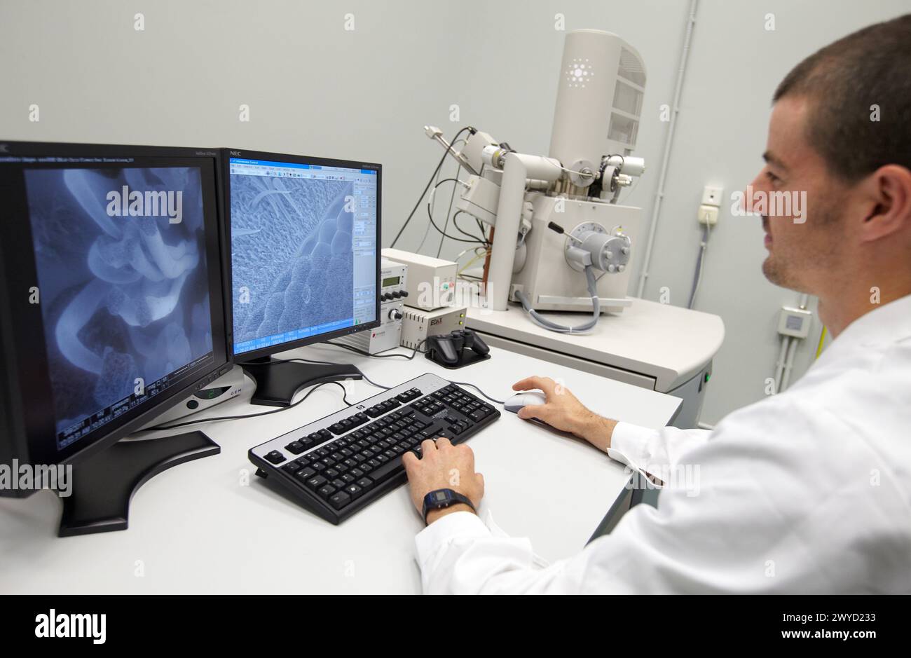 Scanning electron microscope sem image hi-res stock photography and ...