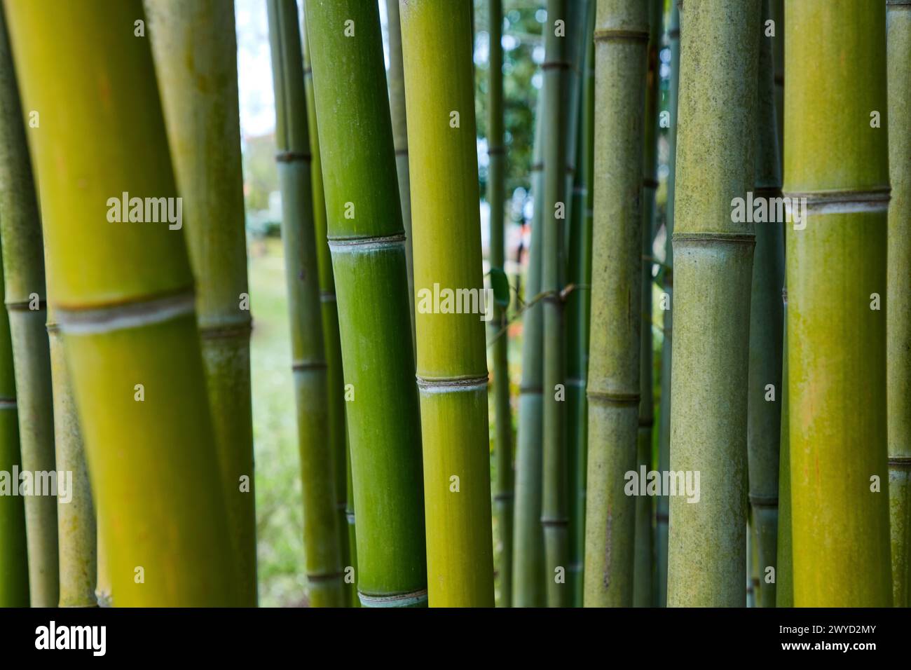 Bamboo, Gardens and Palace of Aiete, Donostia, San Sebastian, Gipuzkoa ...
