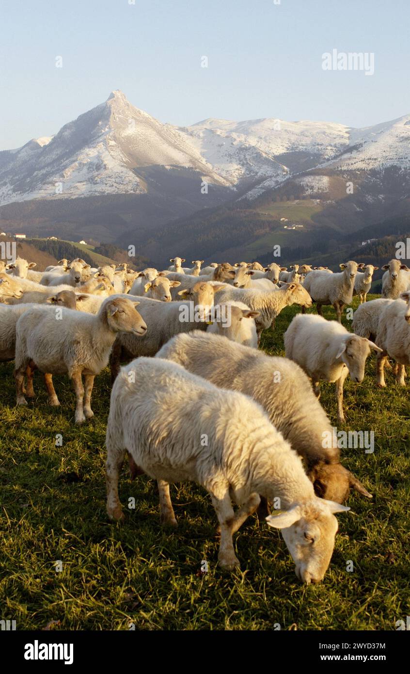 Sheep, Monte Txindoki, Sierra de Aralar, Zaldibia, Guipúzcoa, Spain ...
