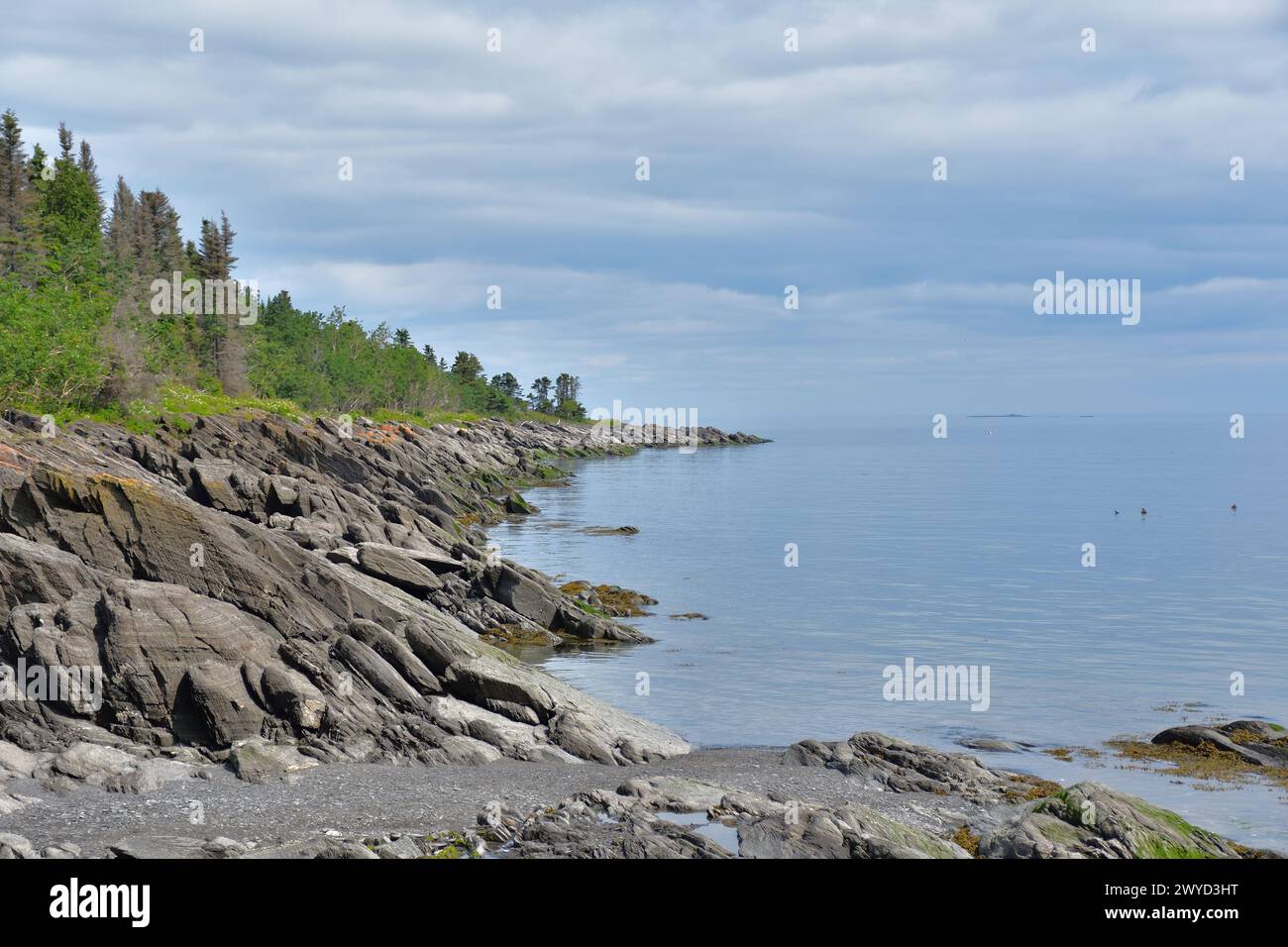 St-Lawrence river shore line on cloudy day. Exposed rocks and tree line ...