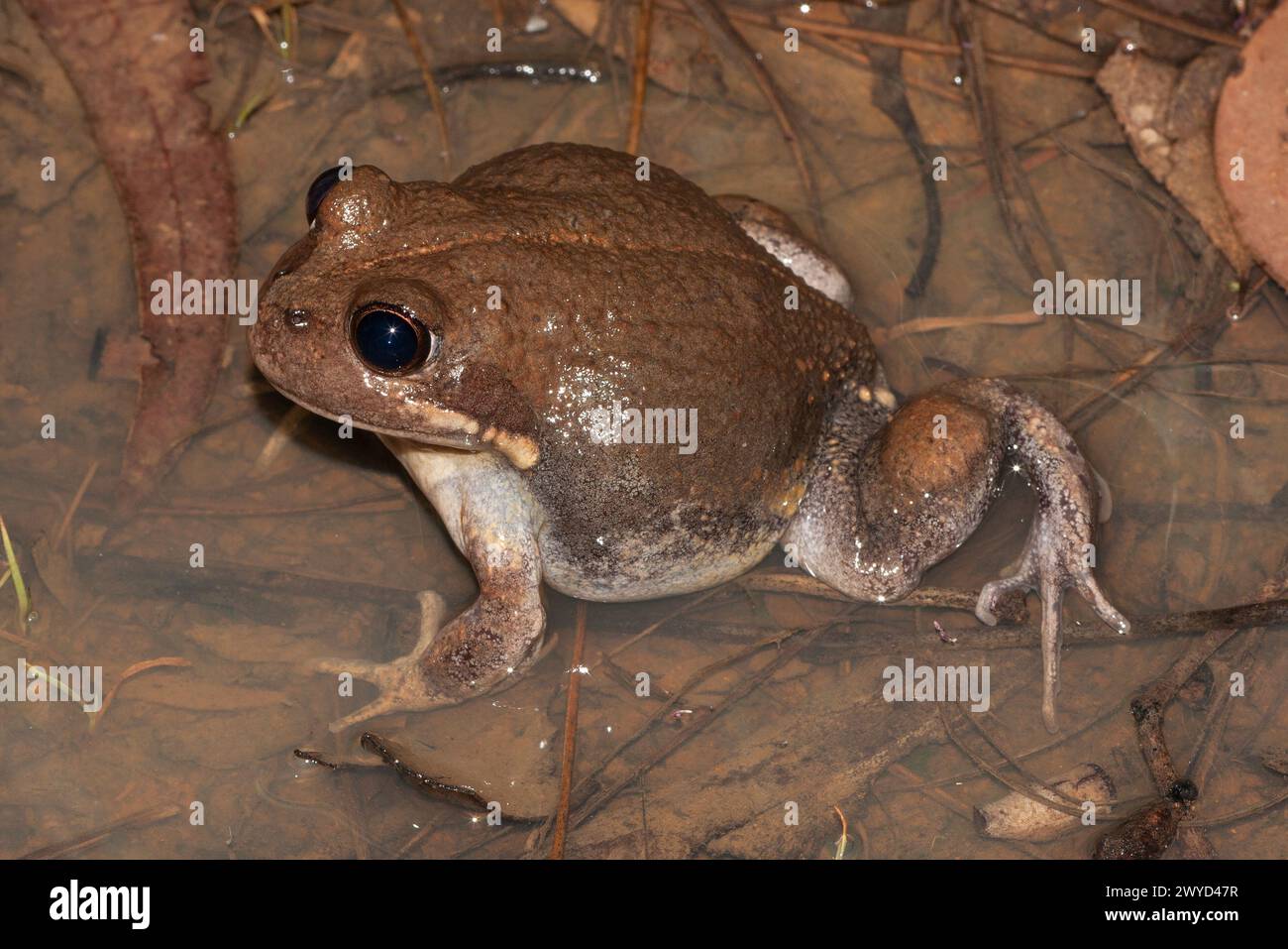 Australian Eastern Banjo Frog in flooded water Stock Photo - Alamy