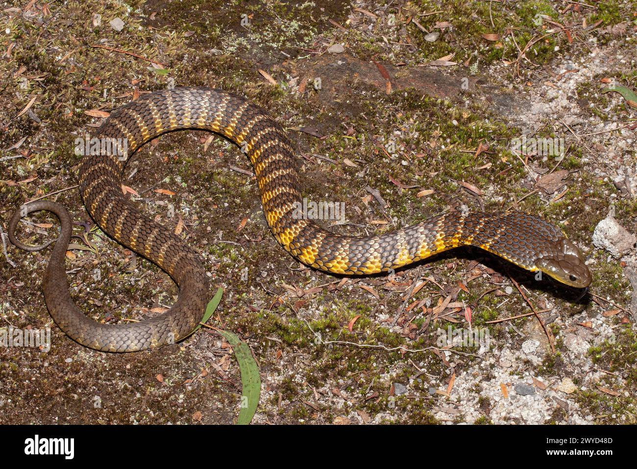 Potential venomous nature hi-res stock photography and images - Alamy