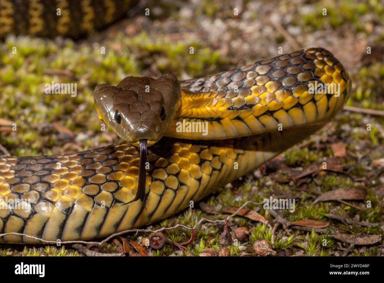Australian Eastern Tiger Snake flickering it's tongue Stock Photo - Alamy