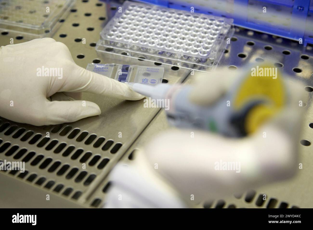 Sample preparation in Neubauer chamber for counting cells, Laminar flow ...