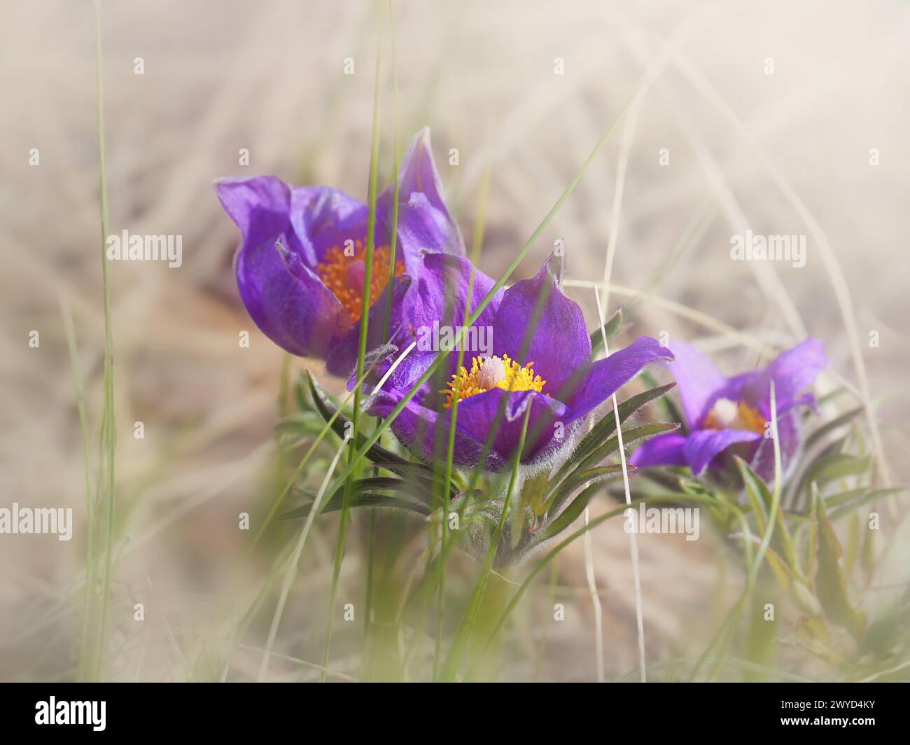 Pasque flower (Pulsatilla Rubra), also called Prairie crocus, Wind ...