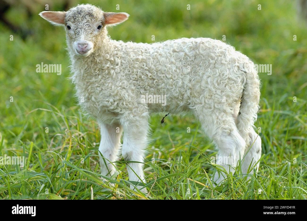 ´Latza´ sheep, lamb. Legazpi. Guipúzcoa, Spain Stock Photo - Alamy