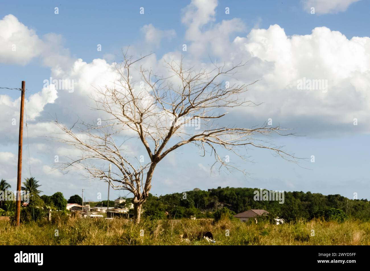 Lebeck tree hi-res stock photography and images - Alamy