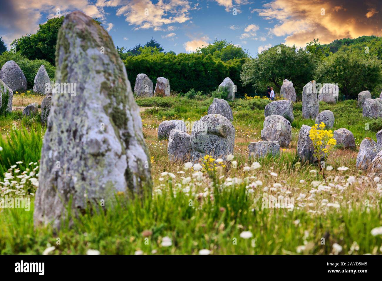 Megalitic alignments of standing stones of Kermario and Menec, Carnac ...