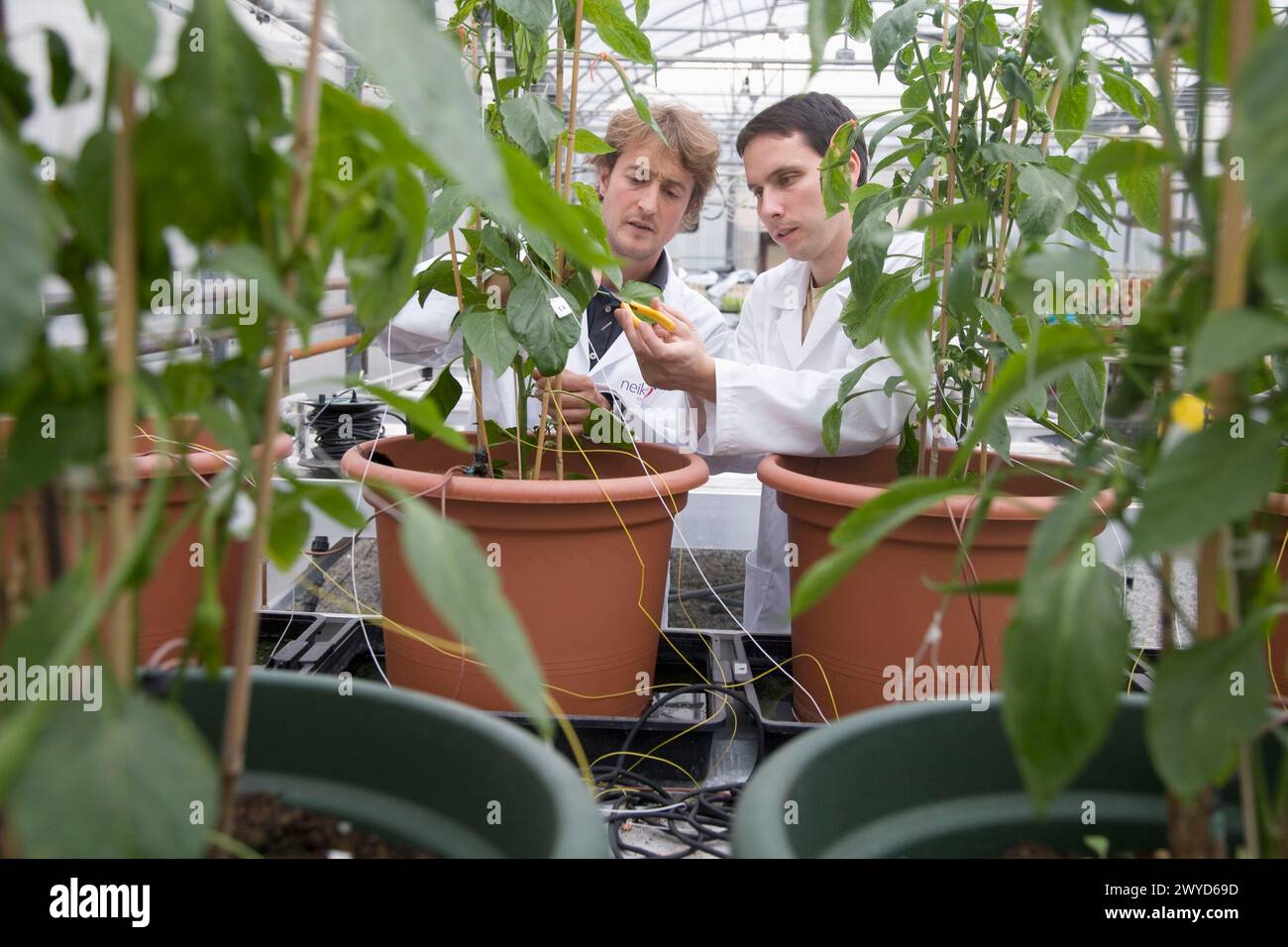 Studying the Gernika pepper physiology in greenhouse, Departamento de ...
