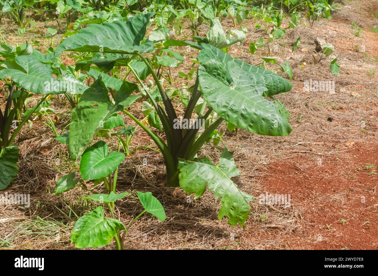 Cocoyam hi-res stock photography and images - Alamy