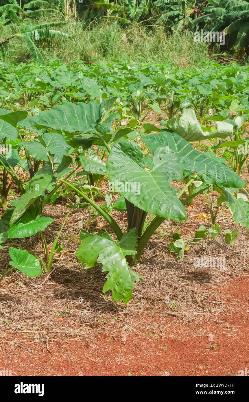 Cocoyam hi-res stock photography and images - Alamy