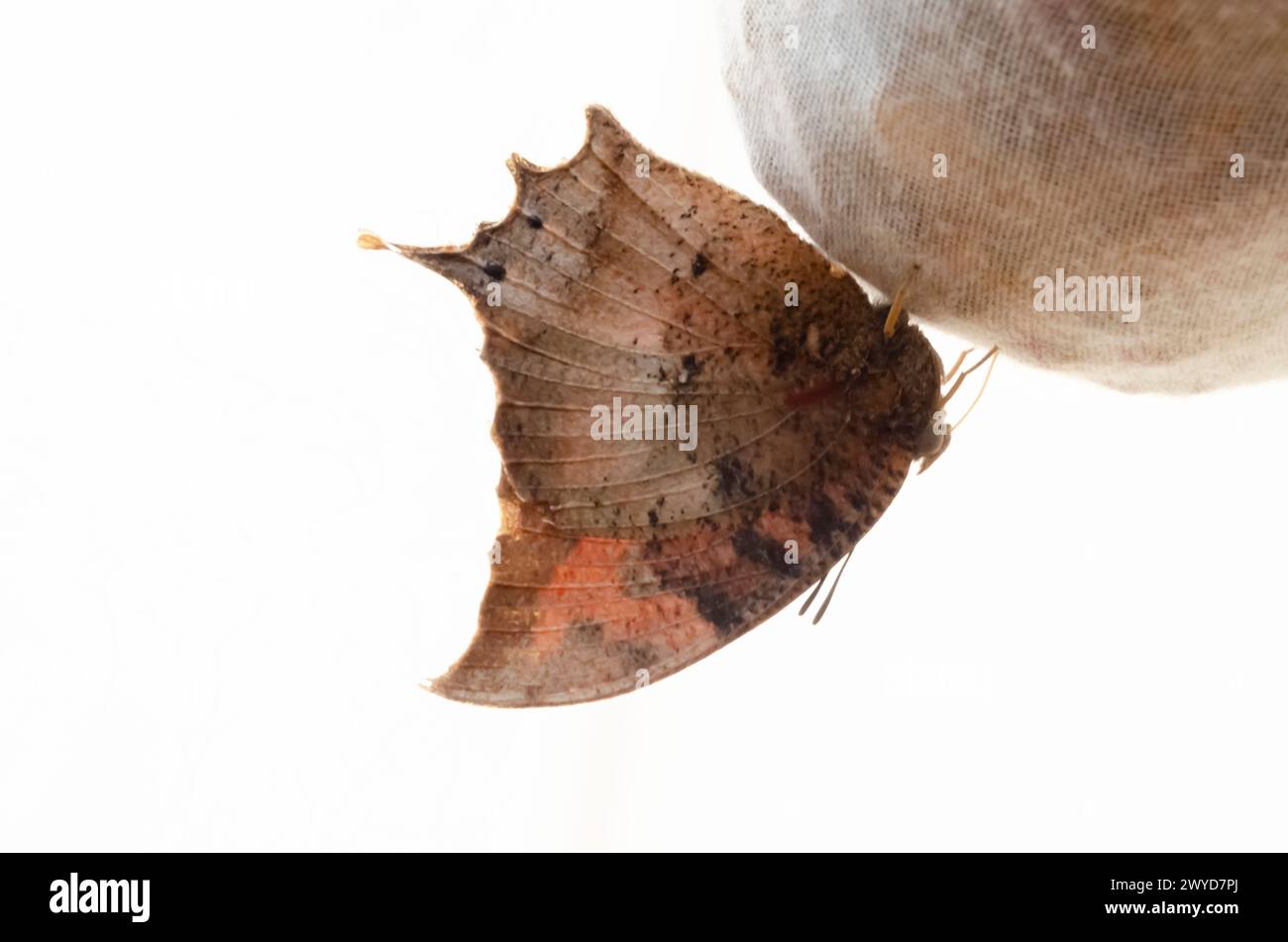 Dry Leaf Butterfly Stock Photo - Alamy
