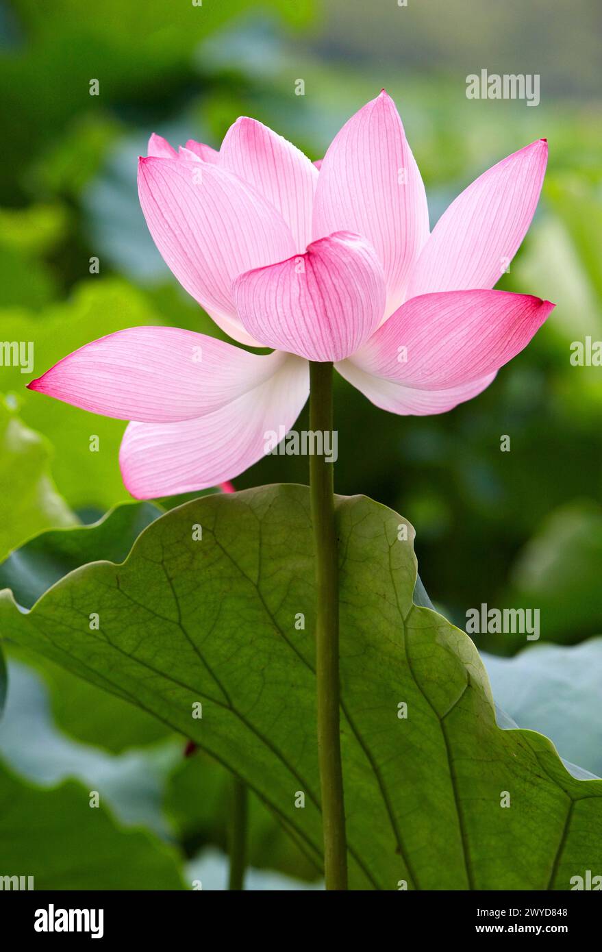 Lotus flower, Ueno Onshi Park, Ueno, Tokyo, Japan Stock Photo - Alamy
