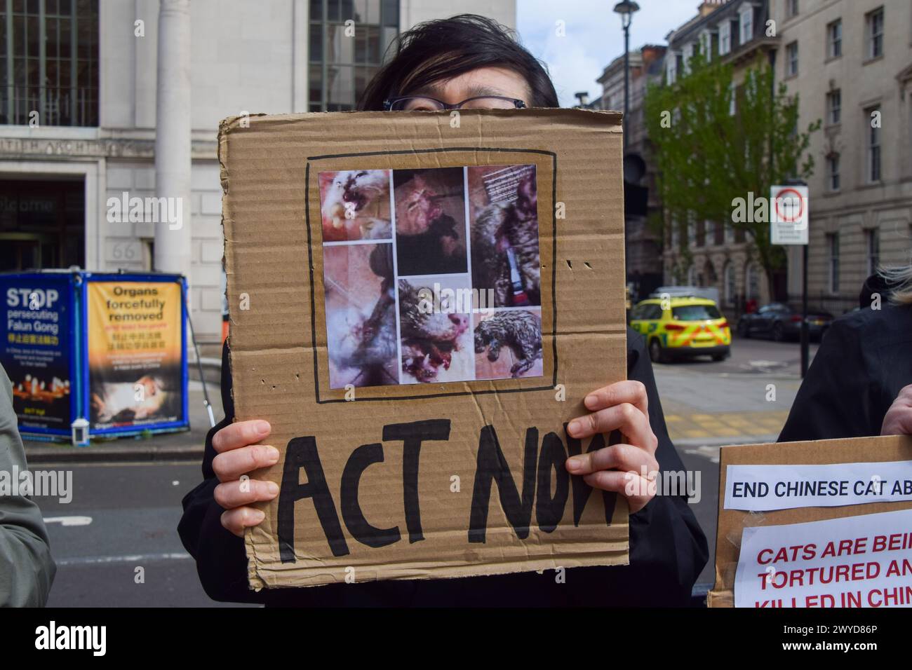 News animals kittens hi-res stock photography and images - Alamy