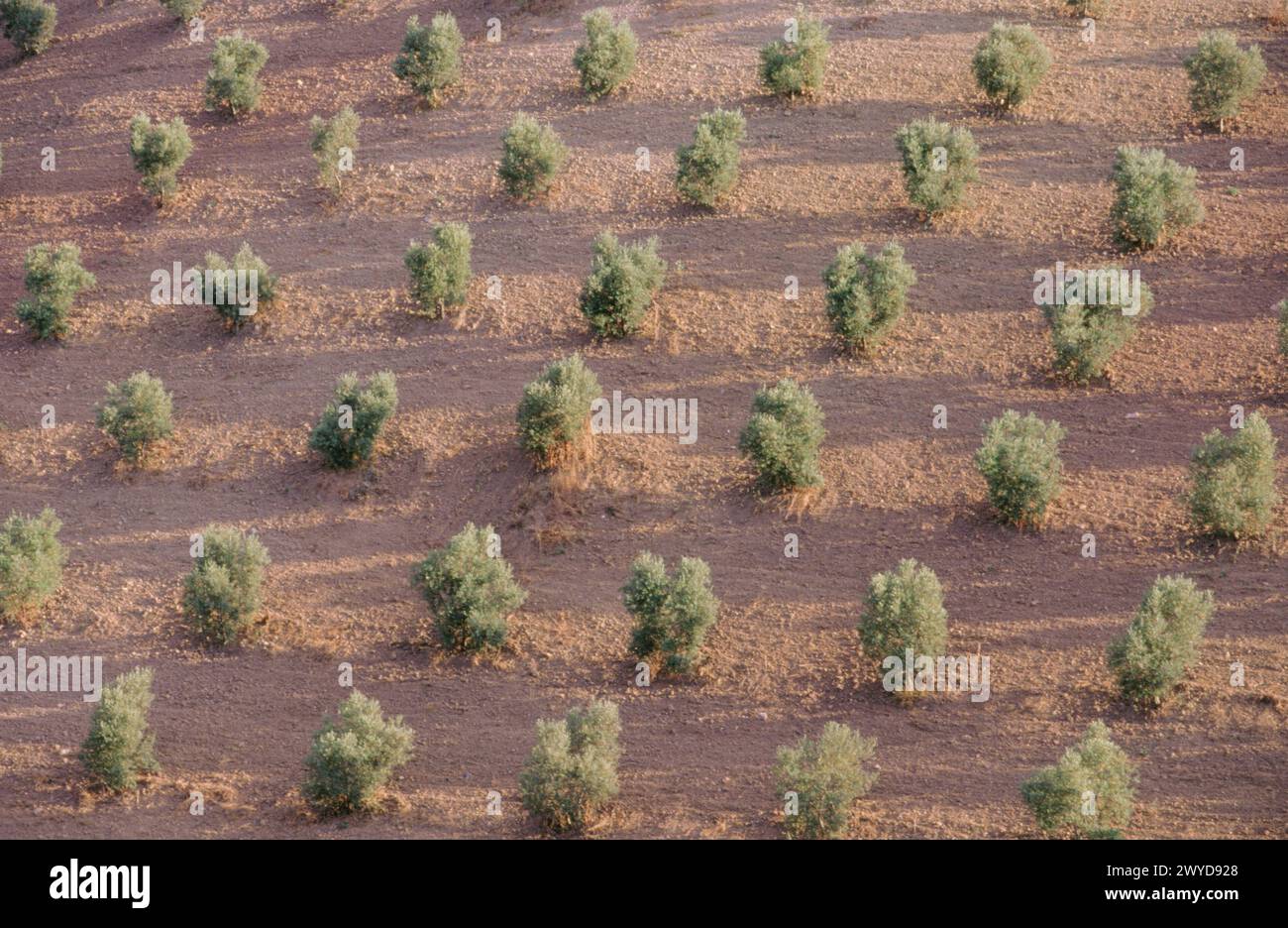 Olive trees field. Sevilla province. Spain Stock Photo - Alamy