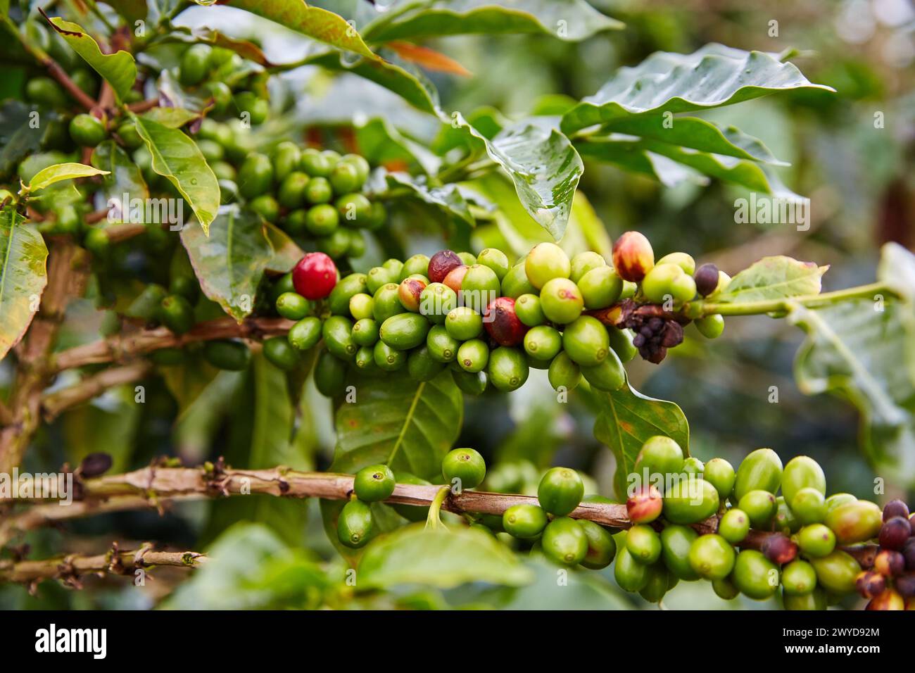 Cafetales, Coffee plantations, Coffee Cultural Landscape, Quindio ...