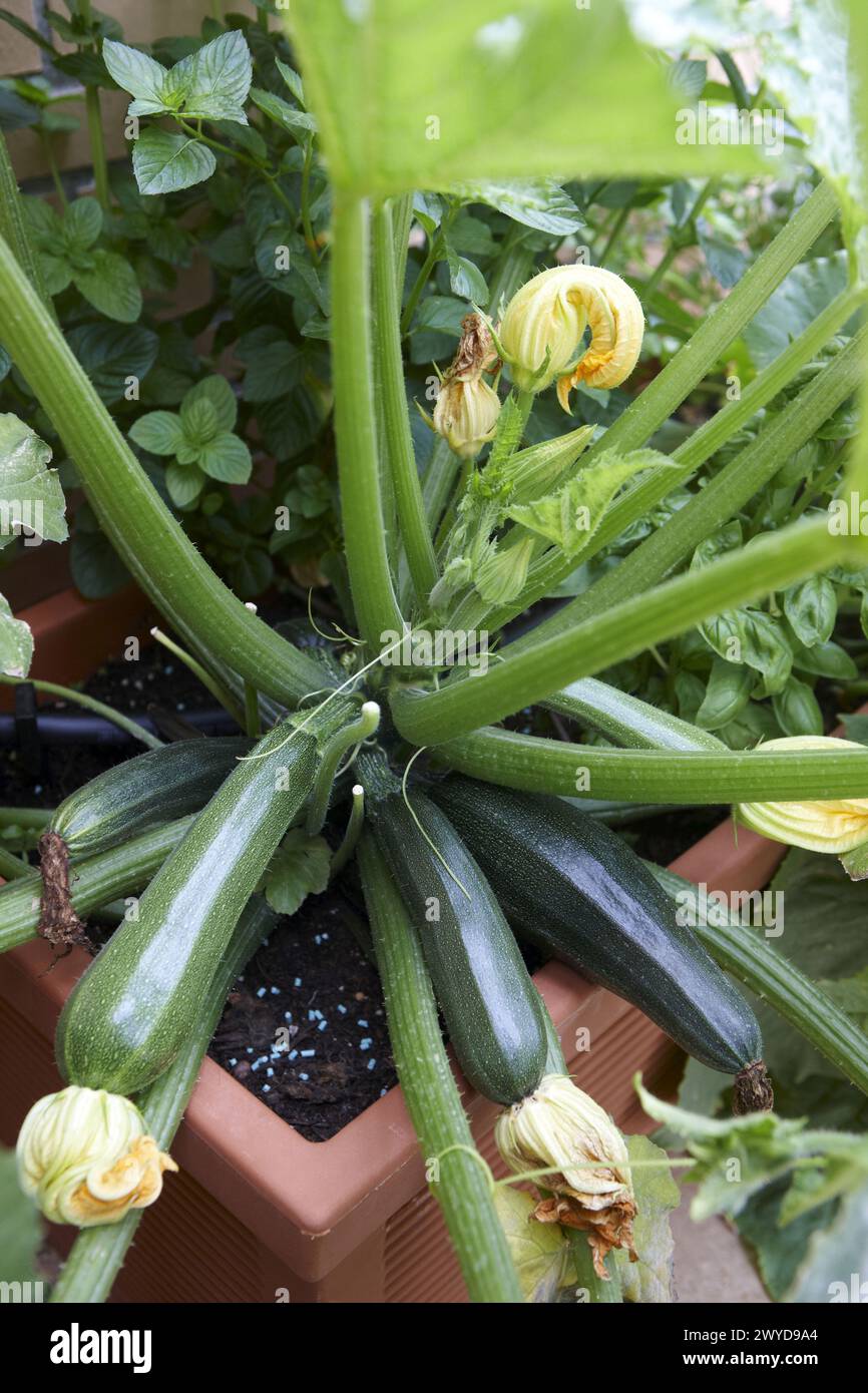 Growing courgettes pot hi-res stock photography and images - Alamy