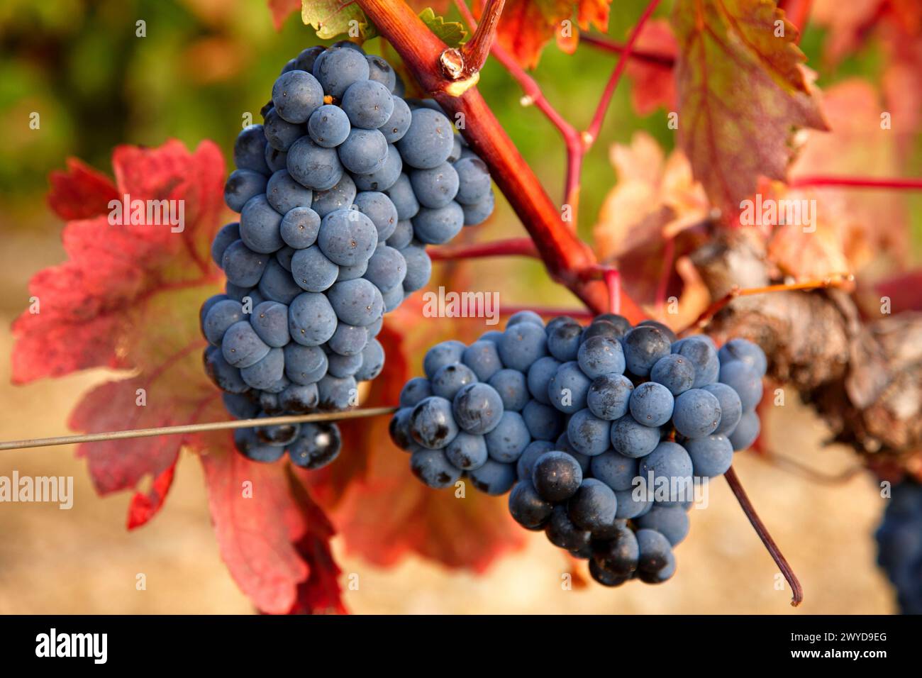 Grenache grapes, vineyards, Laguardia, Rioja Alavesa, Araba, Basque ...