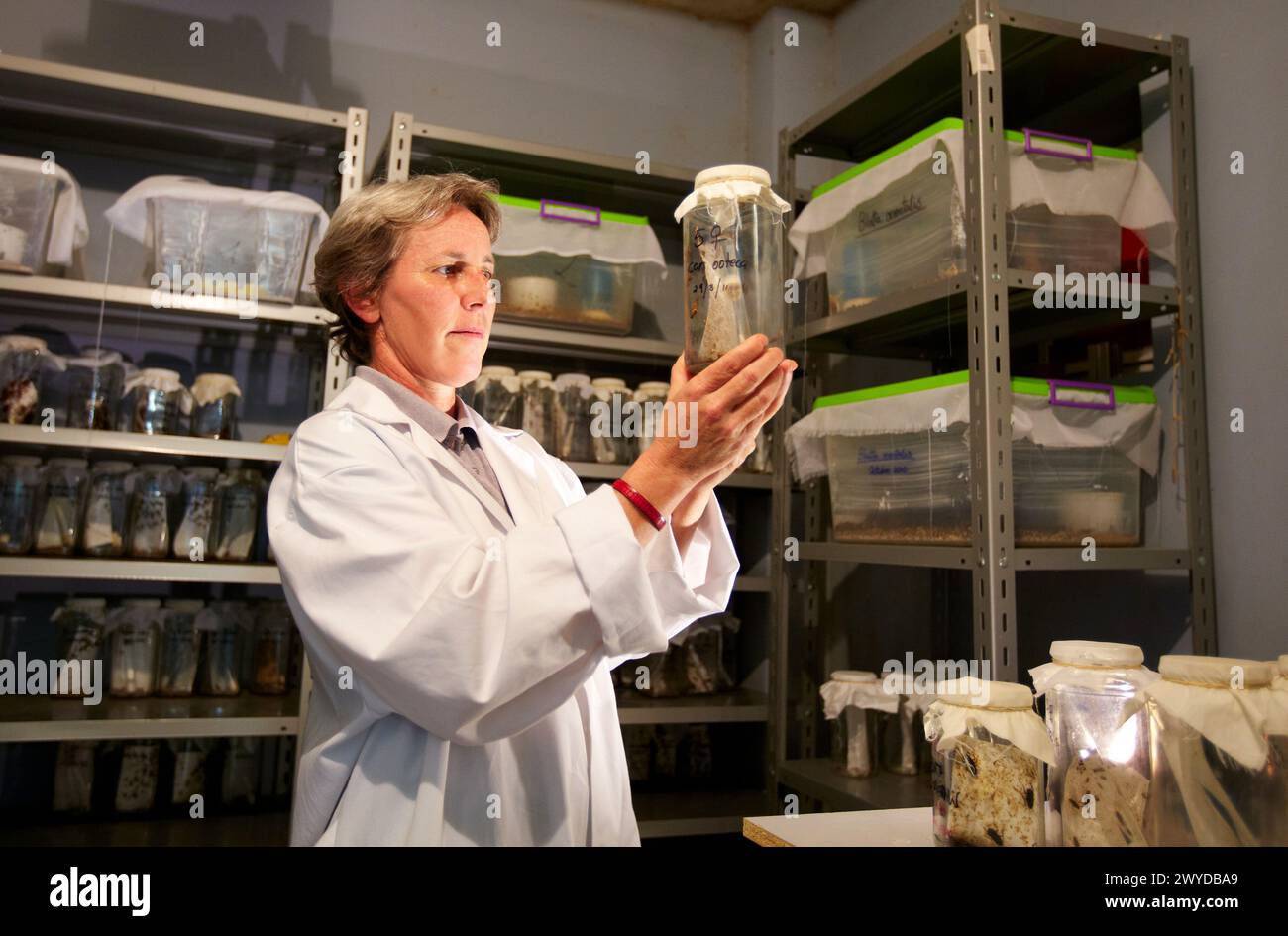 Xylophagy hi-res stock photography and images - Alamy