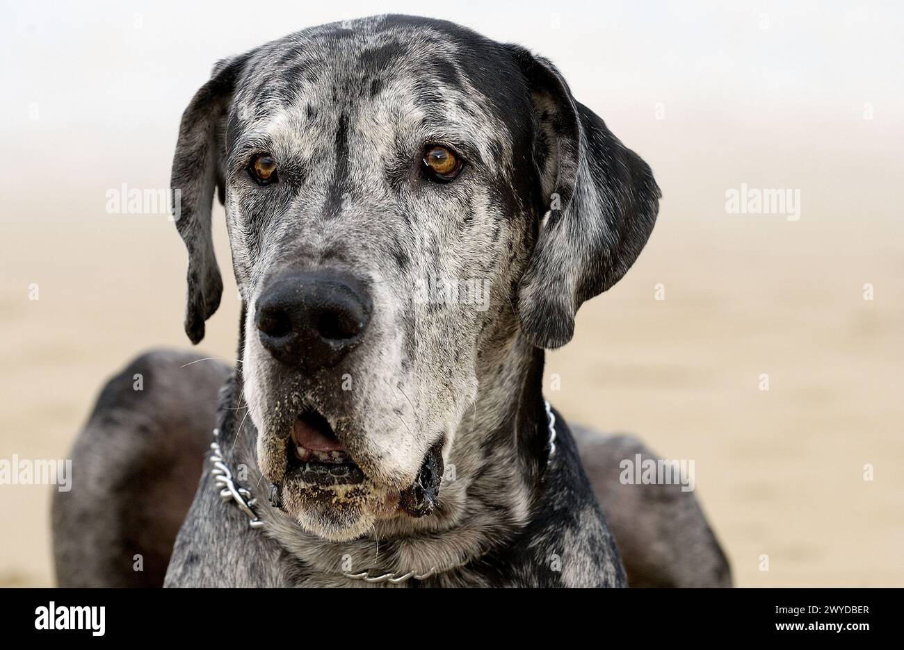 Great Dane dog. Hendaya beach, Aquitanaine. Francia Stock Photo - Alamy