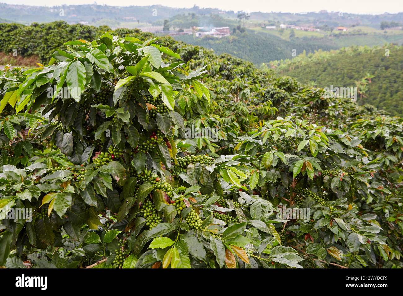 Cafetales, Coffee plantations, Coffee Cultural Landscape, Quindio ...
