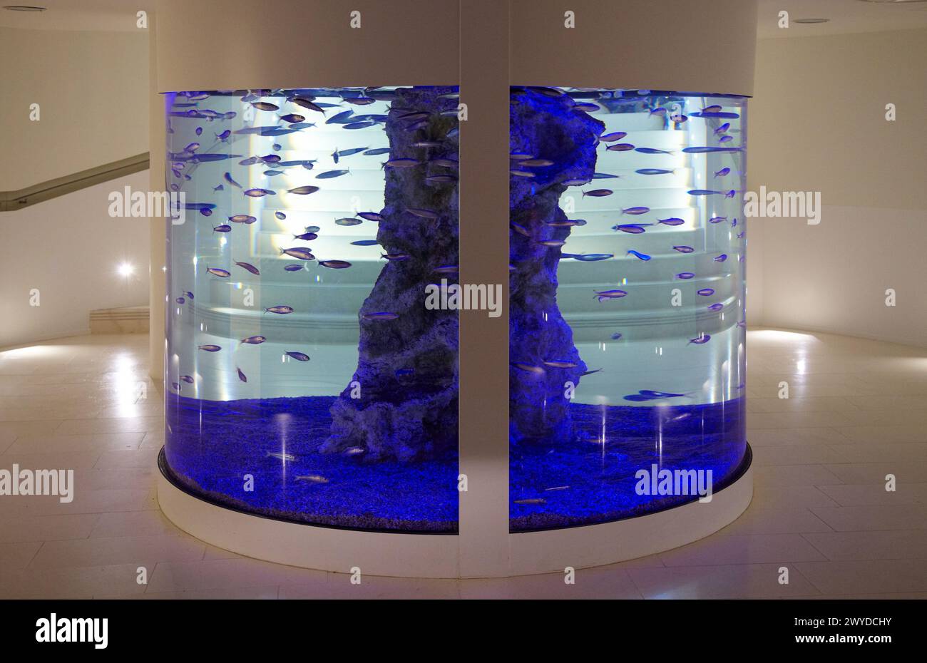 Flora and fauna of the Gulf of Gascony, Aquarium, Le Musee de la Mer ...