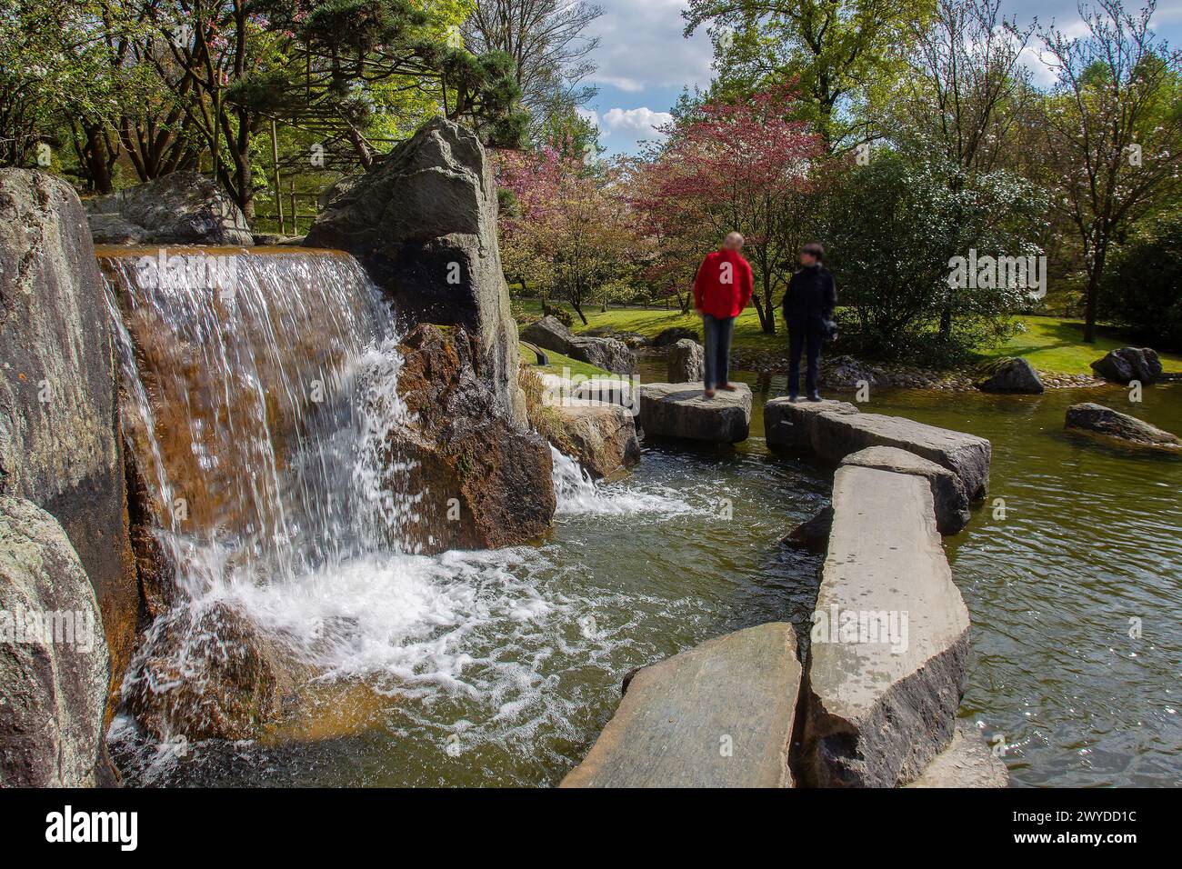 Fantastic Cascades of waterfall and cherry blossom in japanese garden ...