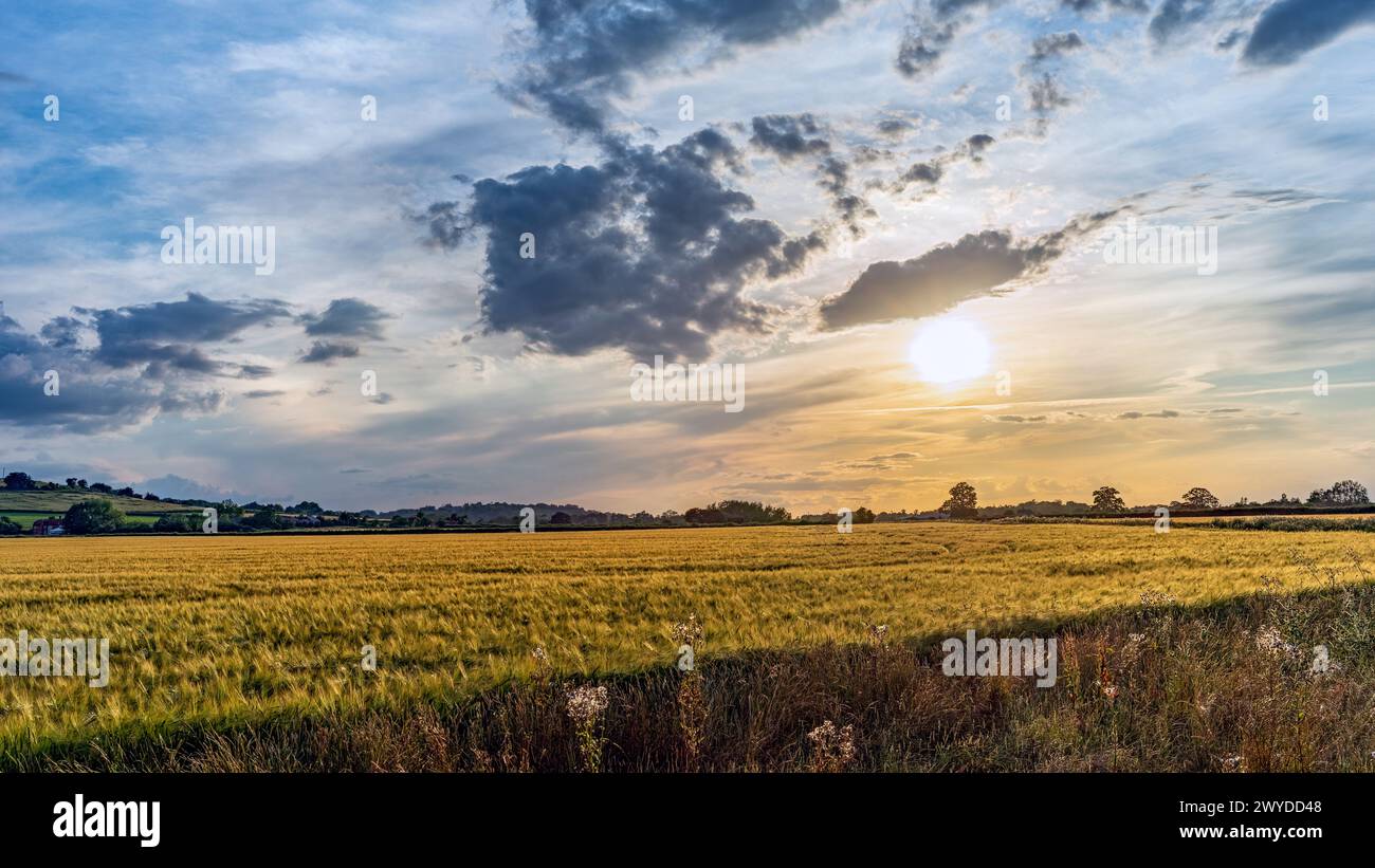 Golden farm fields hi-res stock photography and images - Alamy