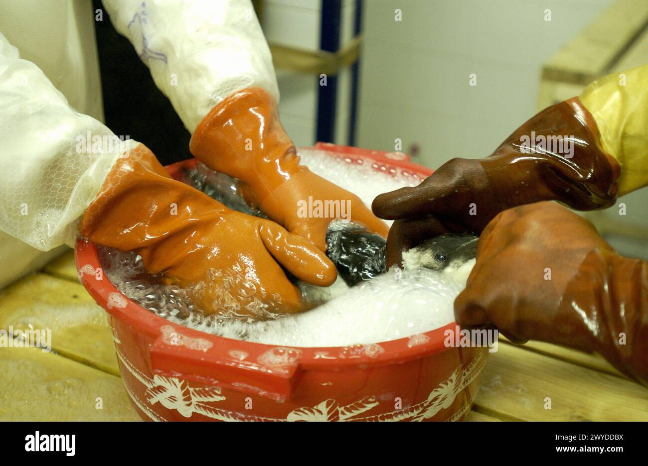 Recuperation of marine birds after the fuel spill (´chapapote´) of ...