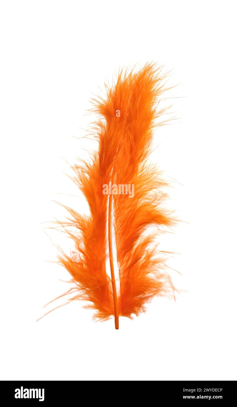 Fluffy beautiful orange feather isolated on white Stock Photo - Alamy