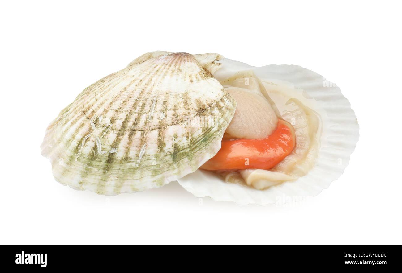 Fresh raw scallop with shell isolated on white Stock Photo - Alamy