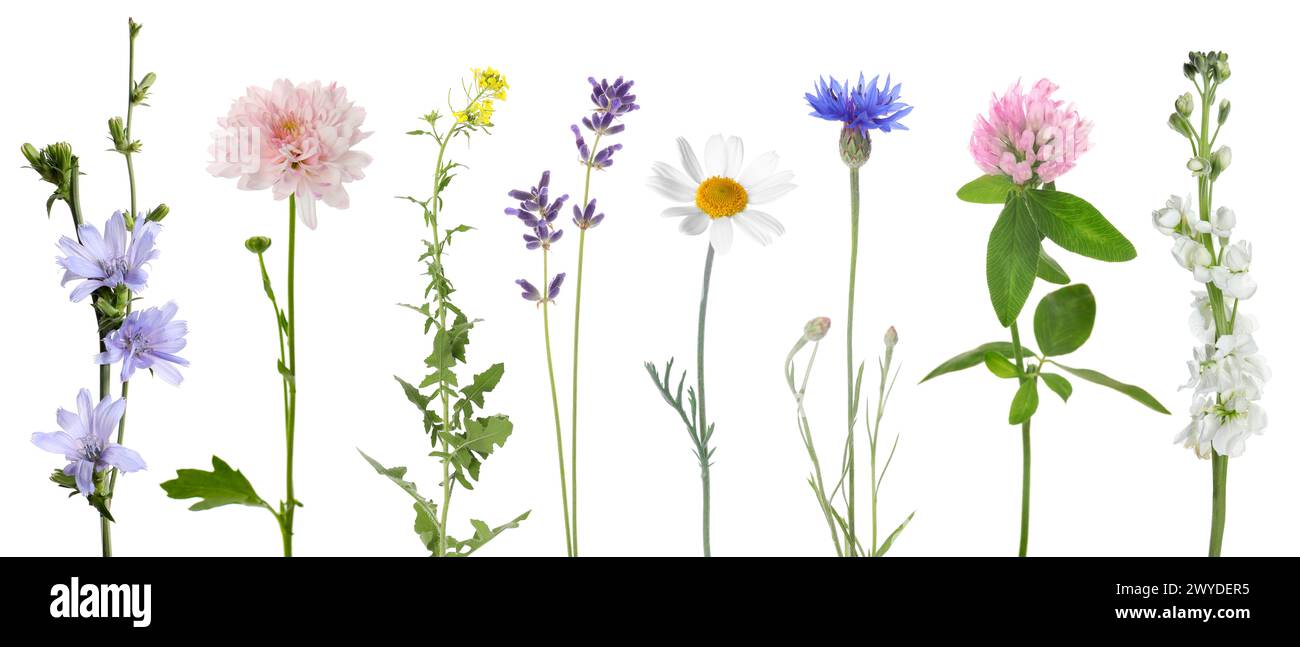 Different beautiful flowers isolated on white, set Stock Photo - Alamy