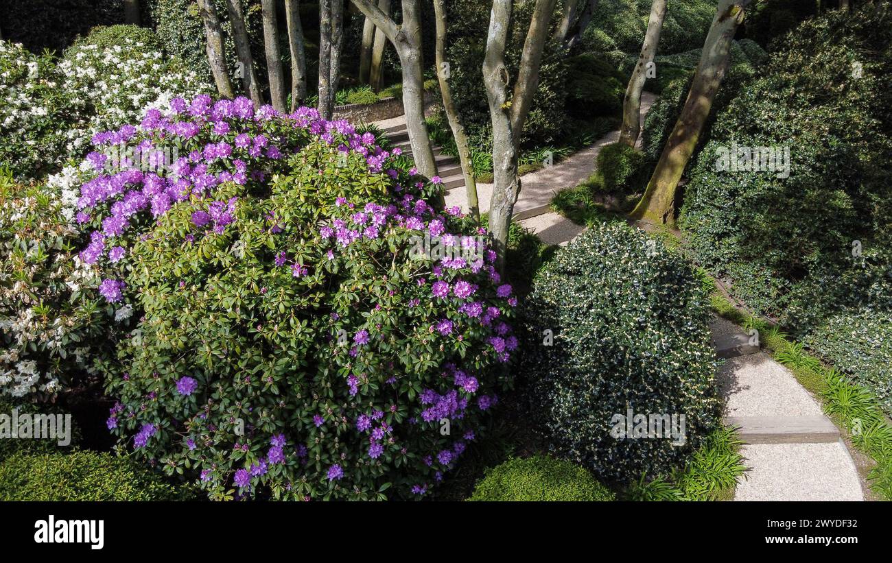 Drone point of view on Etretat gardens with Eucalyptus trees and agrden ...