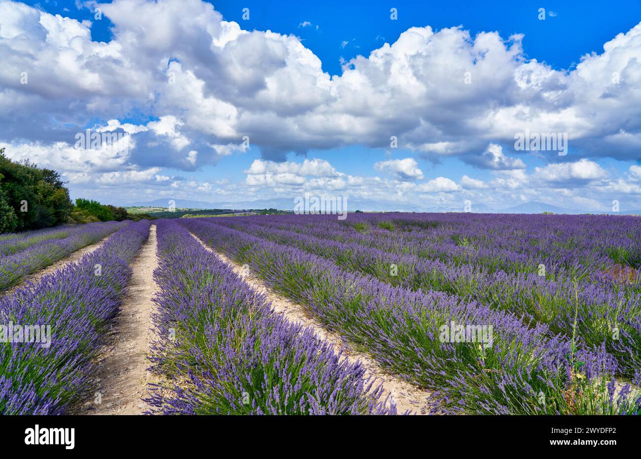 Cultivo local de lavanda hi-res stock photography and images - Alamy