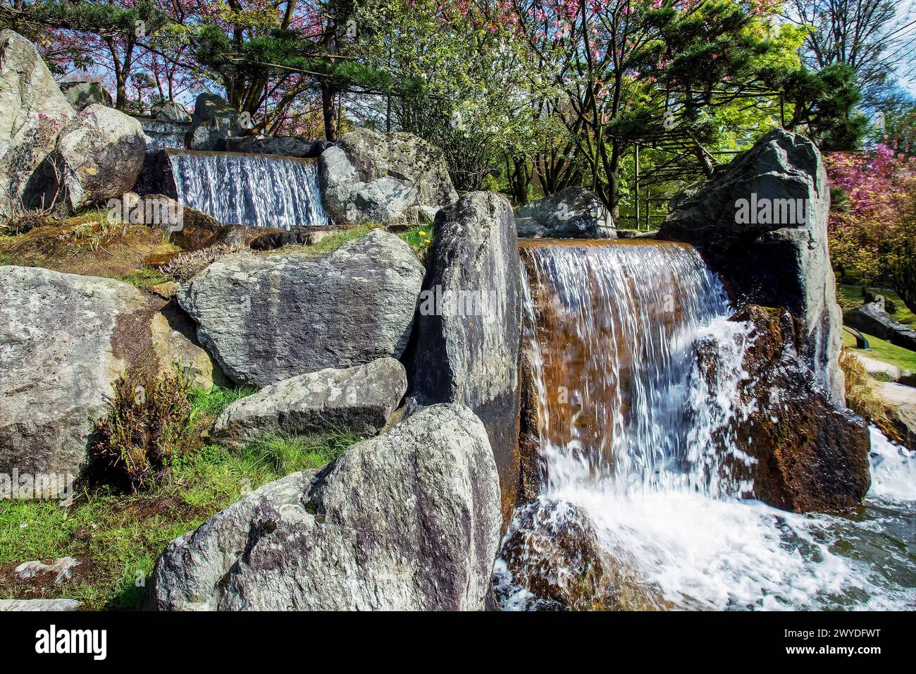 Fantastic Cascades of waterfall and cherry blossom in japanese garden ...