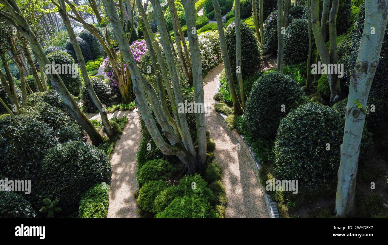 Drone point of view on Etretat gardens with Eucalyptus trees and agrden ...