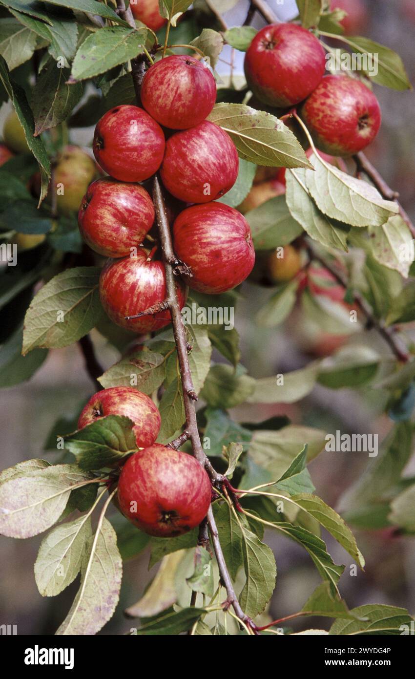 Reineta apple hi-res stock photography and images - Alamy