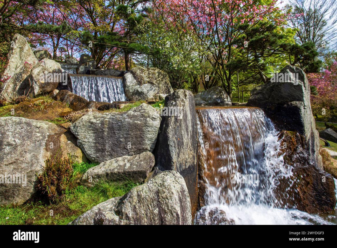 Cherry Blossom Tree And Waterfall