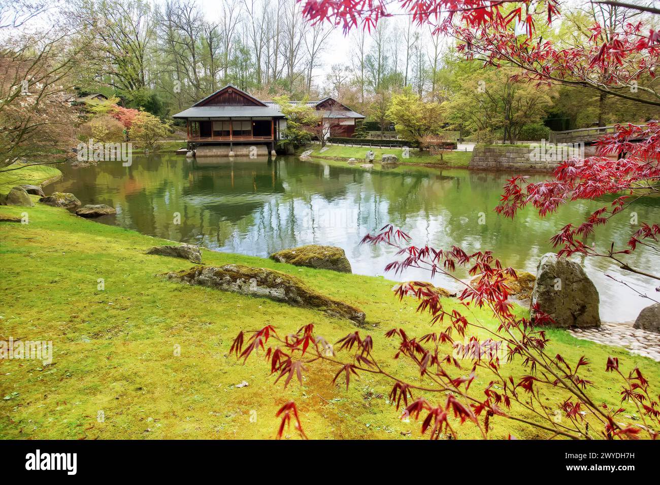Amazing red leaves of Japanese maple (maybe Japanese Dissectum maple ...