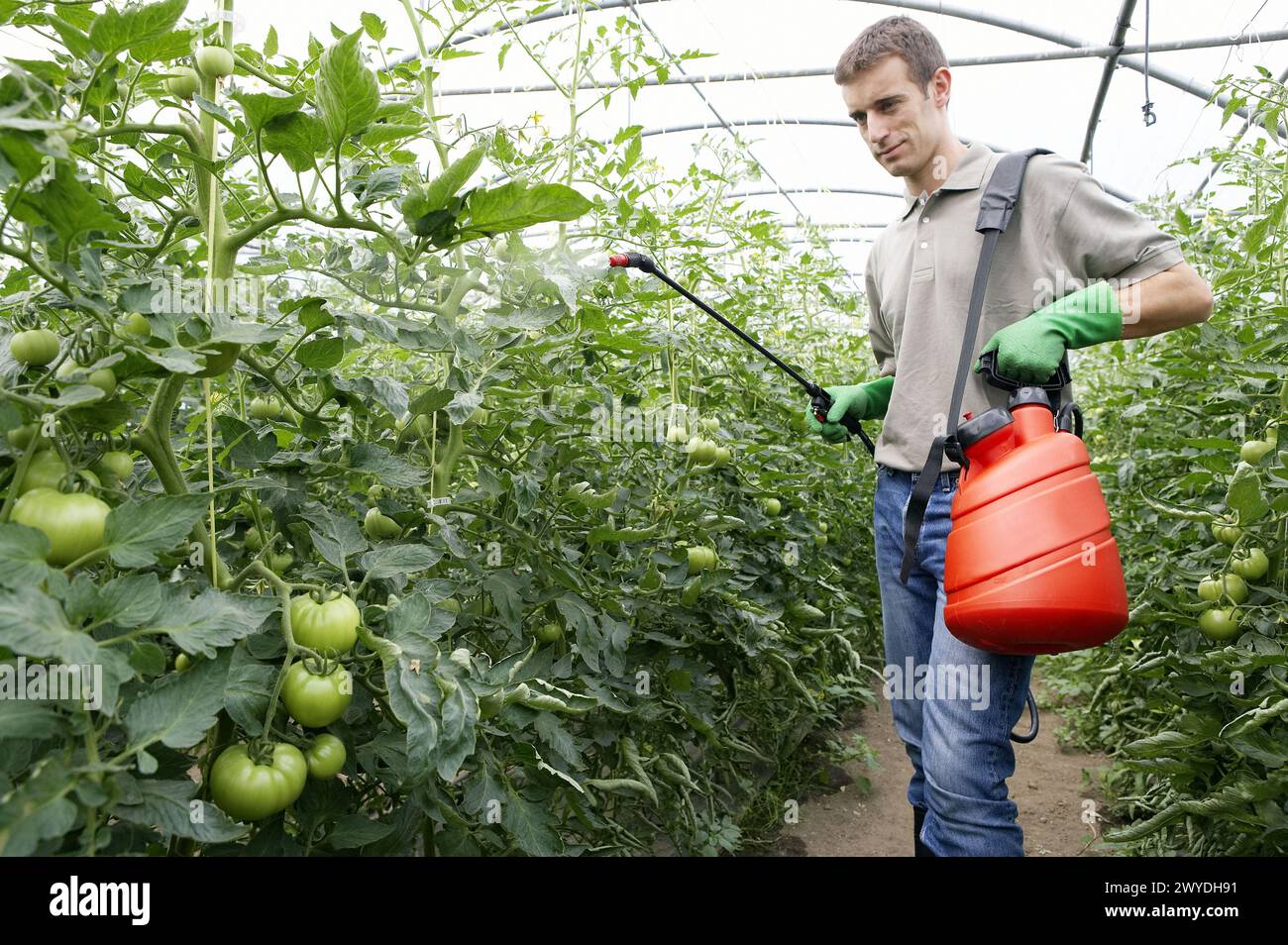 Tomato plant treatment with sprayer (insecticides, pesticides ...