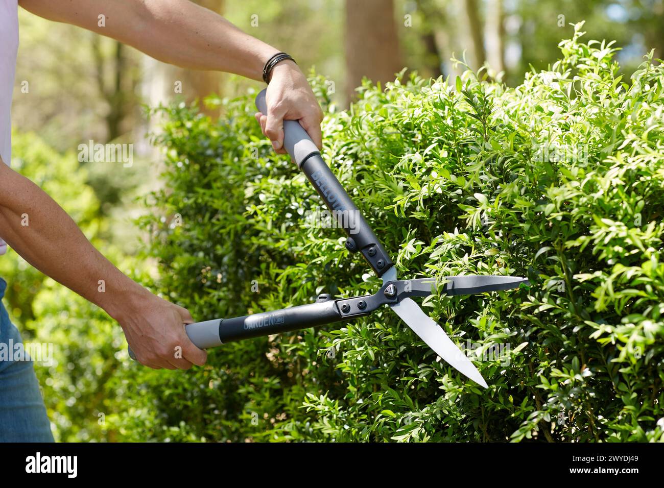 Hedge trimmers, Hand tool, Garden, Gardener pruning bush Stock Photo ...