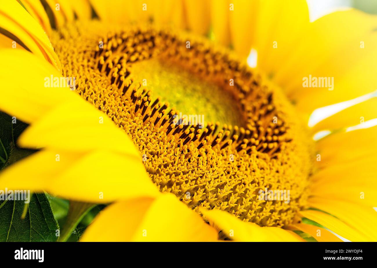 The Close up sunflower,select focus and color toned Stock Photo - Alamy