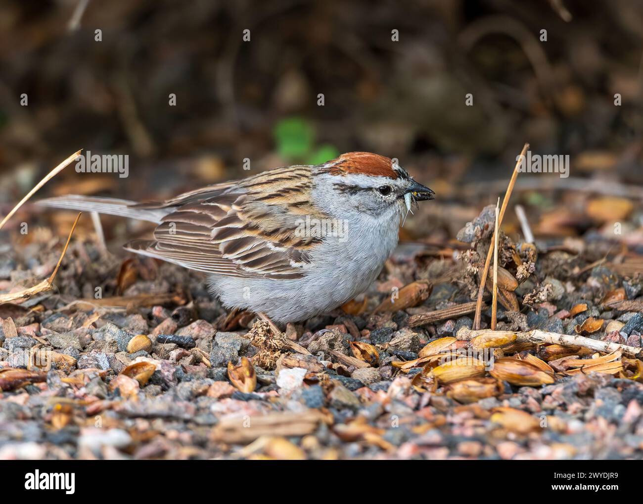 Breeding plumage chipping sparrow hi-res stock photography and images ...