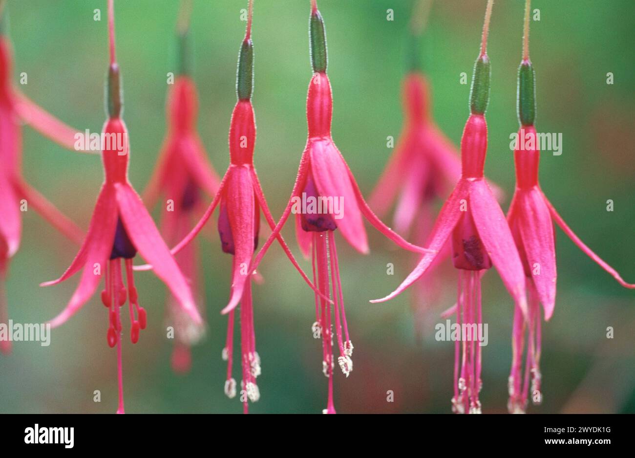 Fuchsia hang plant hi-res stock photography and images - Alamy